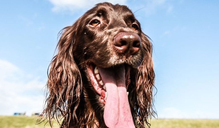 What Are The Traits Of A Chocolate Cocker Spaniel? - Easy Spaniel Training