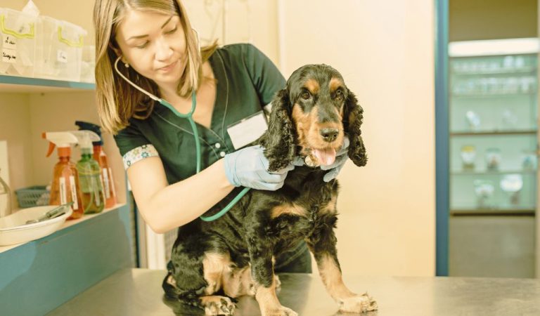 Identifying And Treating Giardia In Dogs - Easy Spaniel Training