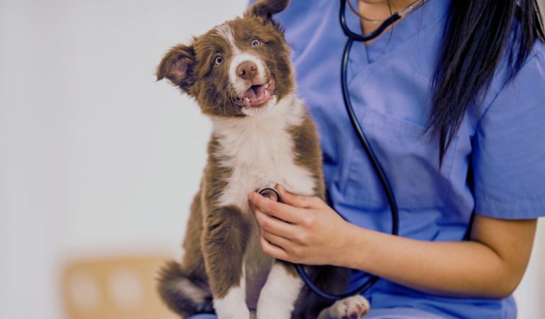 Identifying And Treating Giardia In Dogs - Easy Spaniel Training