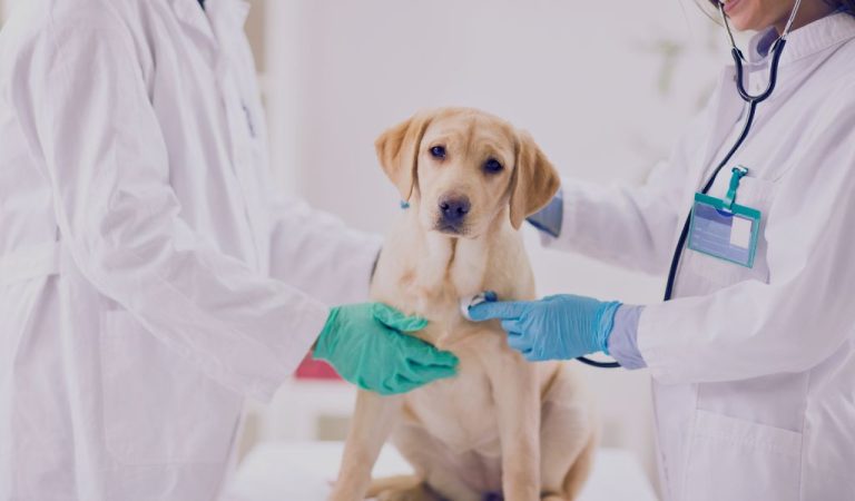 Identifying And Treating Giardia In Dogs - Easy Spaniel Training